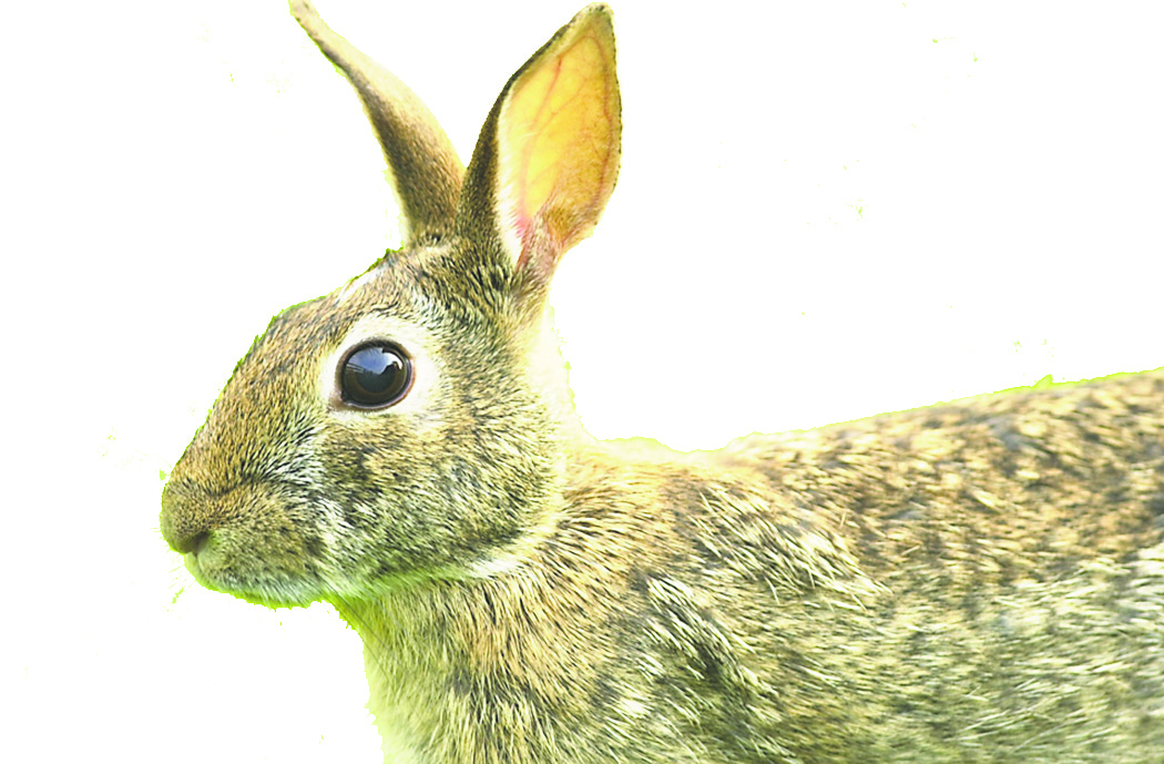 Cute, but destructive | News, Sports, Jobs - The Vindicator